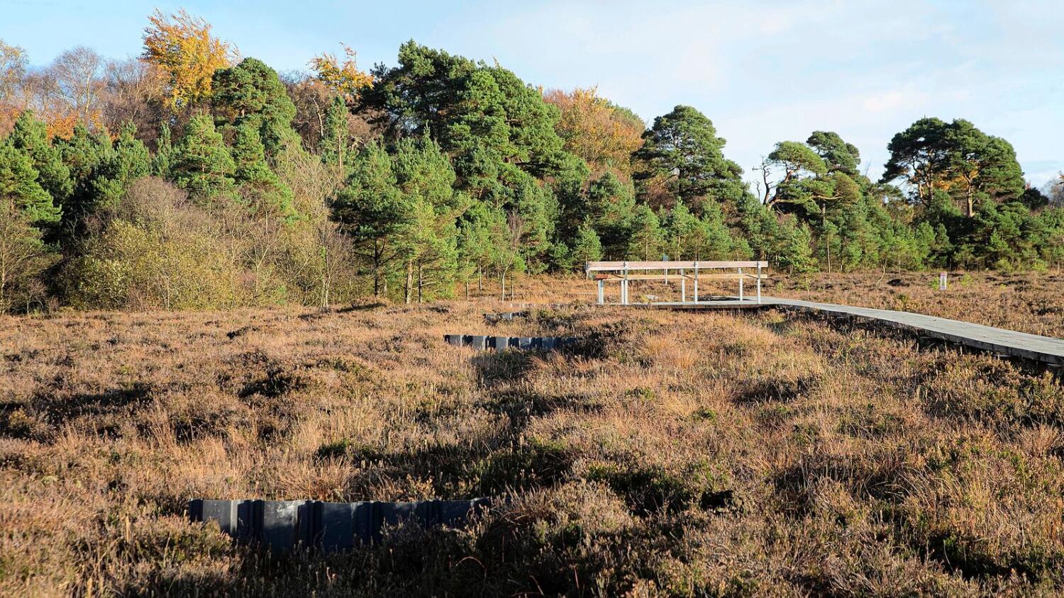 Future of bogs to be discussed at Tyrrellspass event - Cloncrow Bog ...